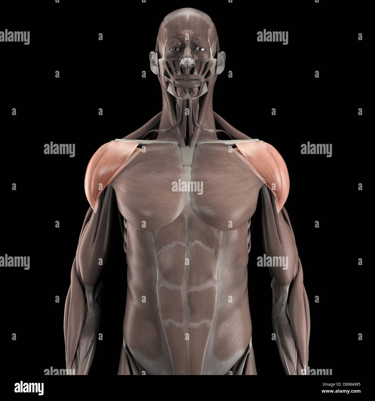 Un modello umano che mostra il muscolo deltoide Foto stock - Alamy