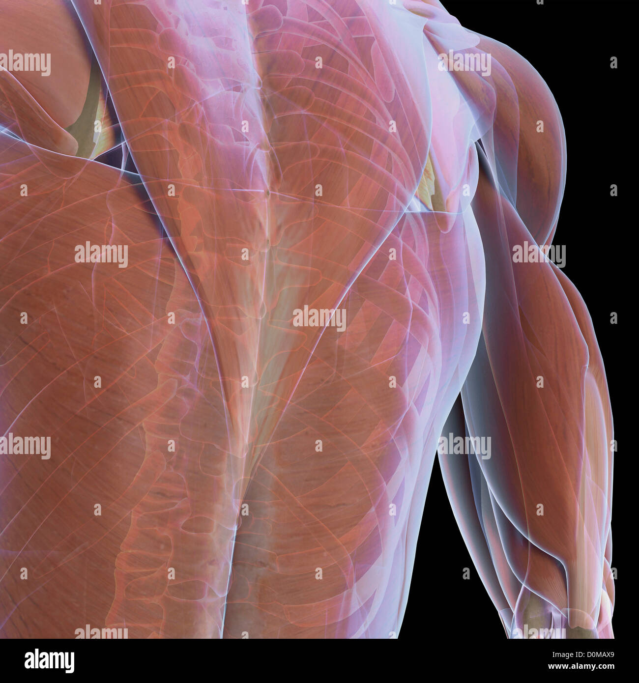 Human model showing trapezius muscle immagini e fotografie stock ad ...