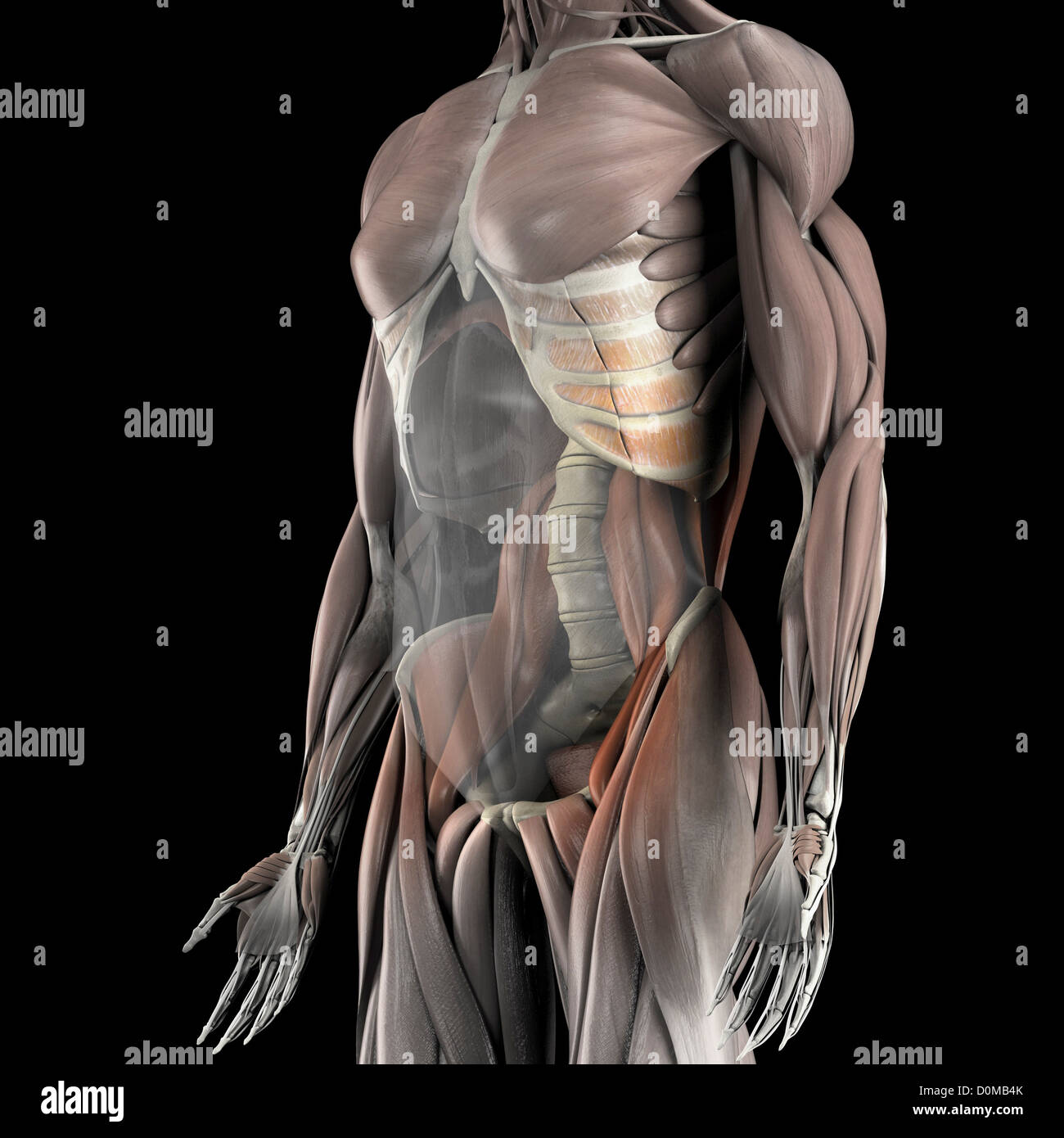 Psoas major muscle immagini e fotografie stock ad alta risoluzione - Alamy