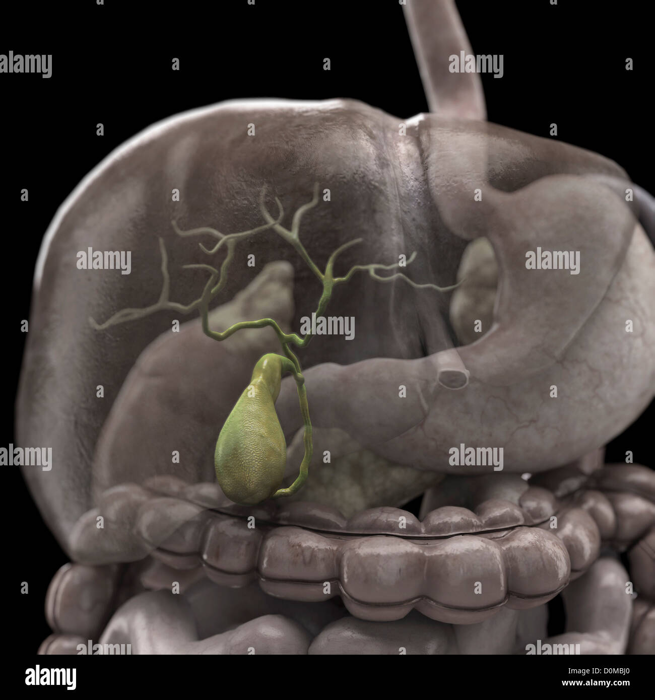 Modello anatomico dell'apparato digestivo umano che mostra la ...