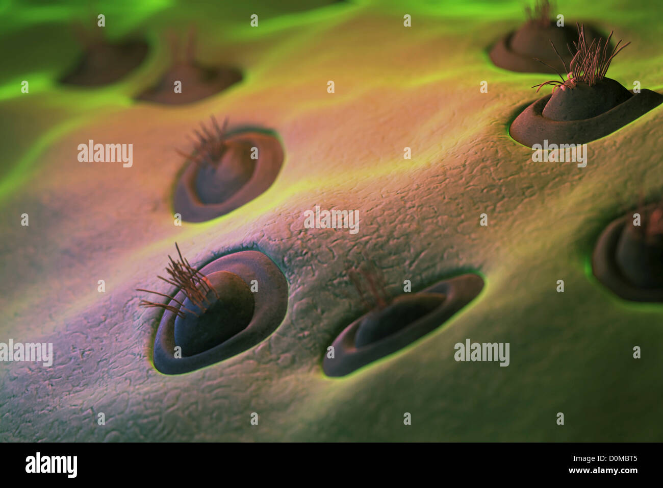 Papille gustative sulla lingua immagini e fotografie stock ad alta ...