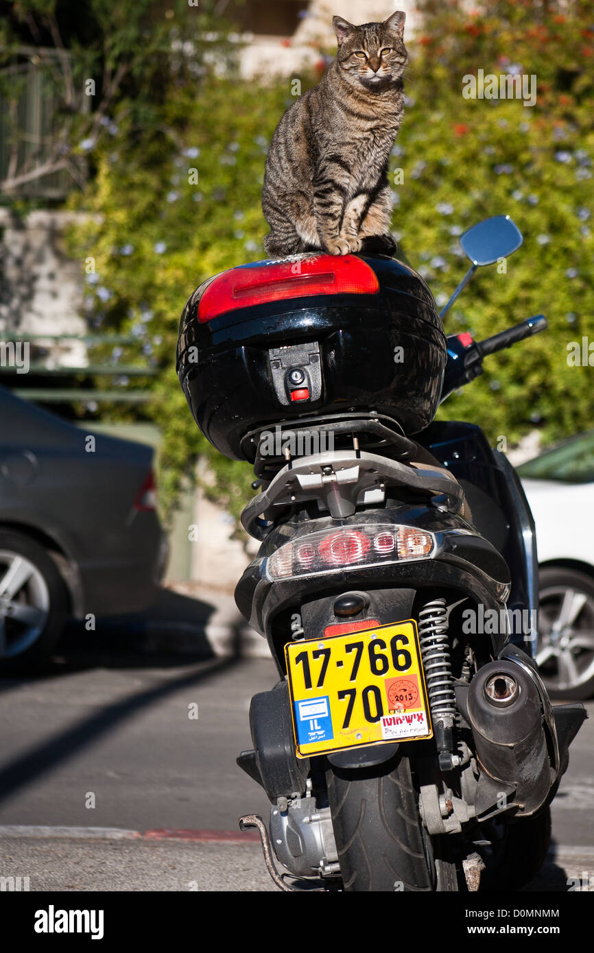 Moto e gatto immagini e fotografie stock ad alta risoluzione - Alamy
