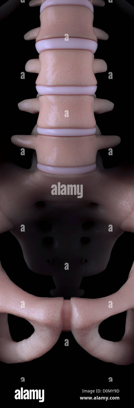 Tubercolo pubico immagini e fotografie stock ad alta risoluzione - Alamy