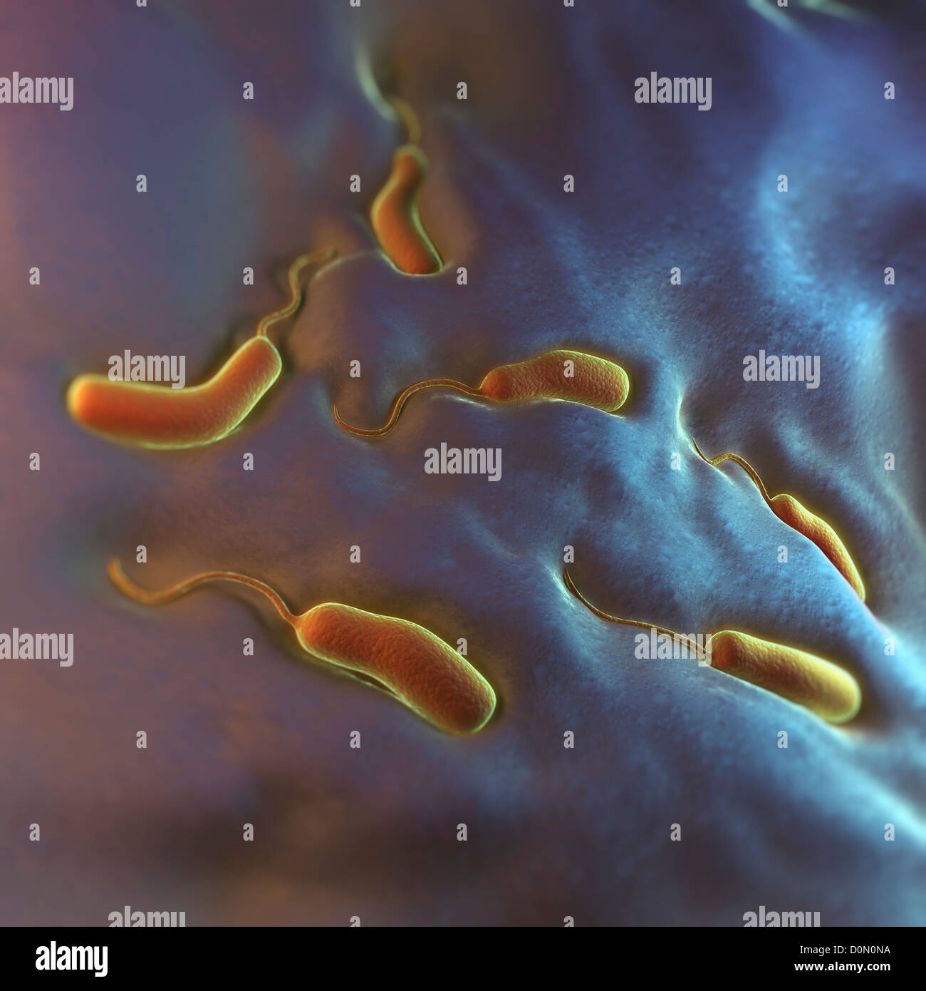 Vibrio cholerae bacteria immagini e fotografie stock ad alta ...