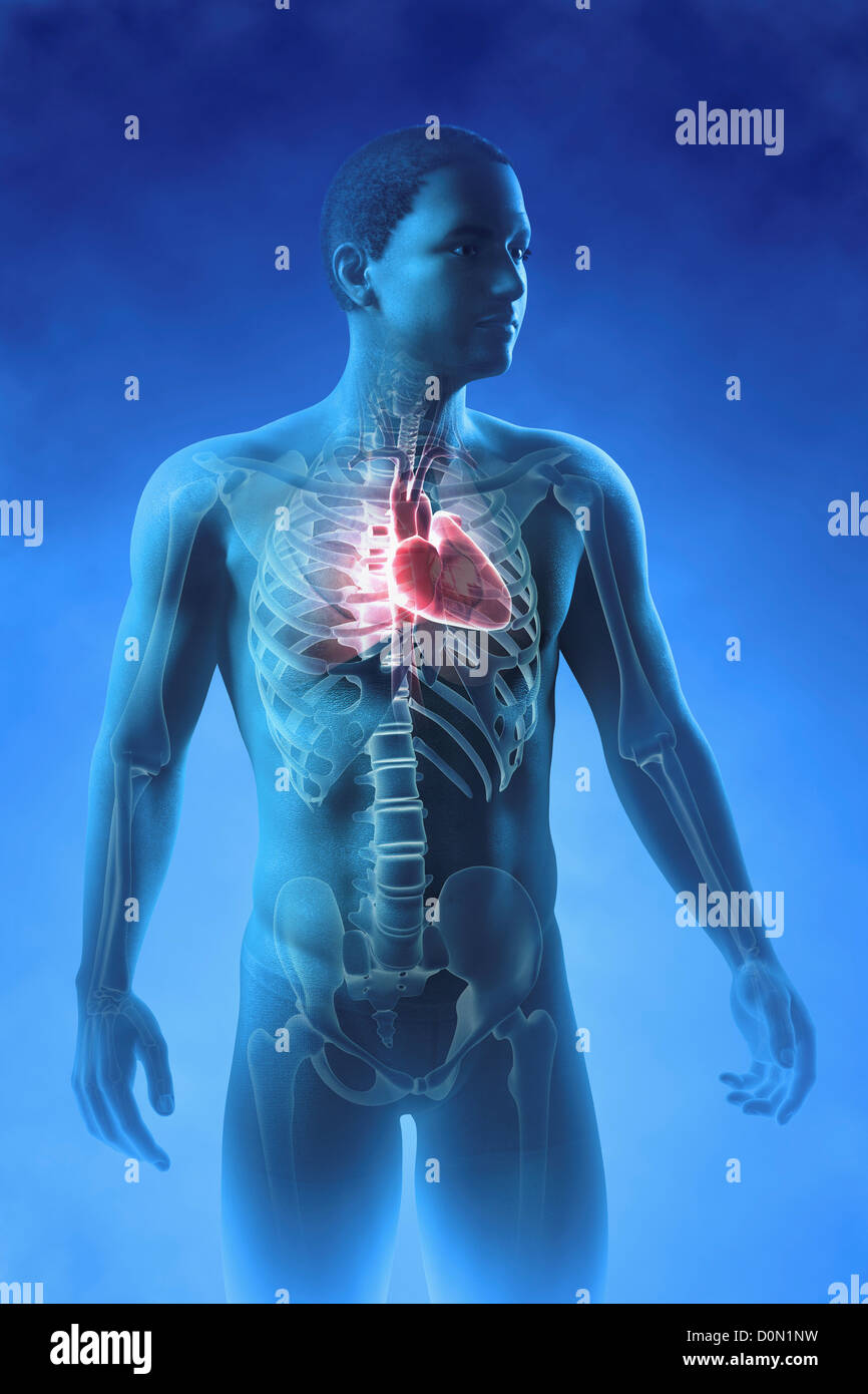 Modello anatomico che mostra la posizione del cuore umano all'interno ...