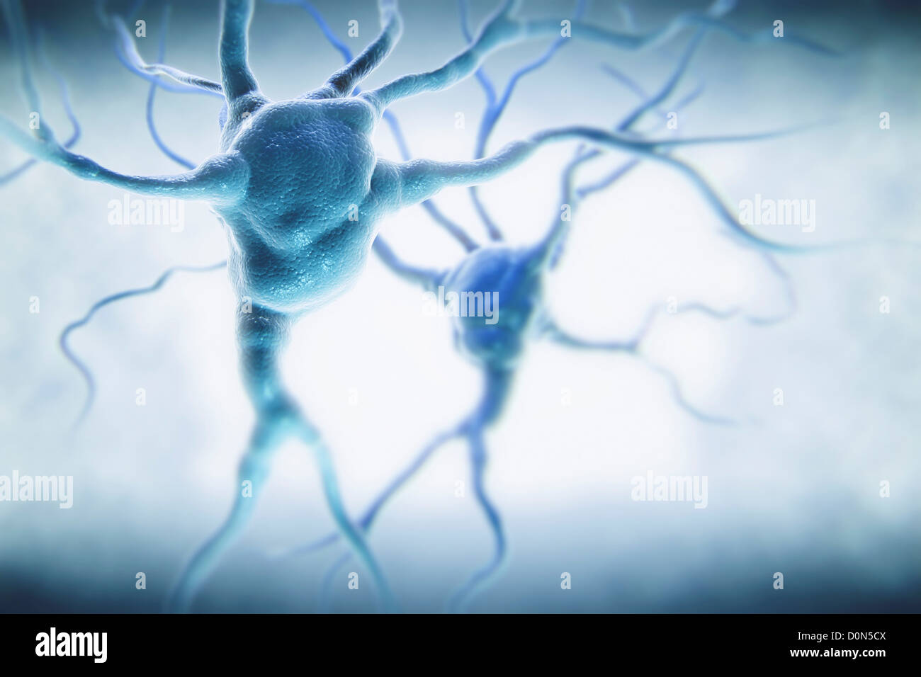 Più cellule nervose che sono anche chiamati neuroni. Questi sono ...