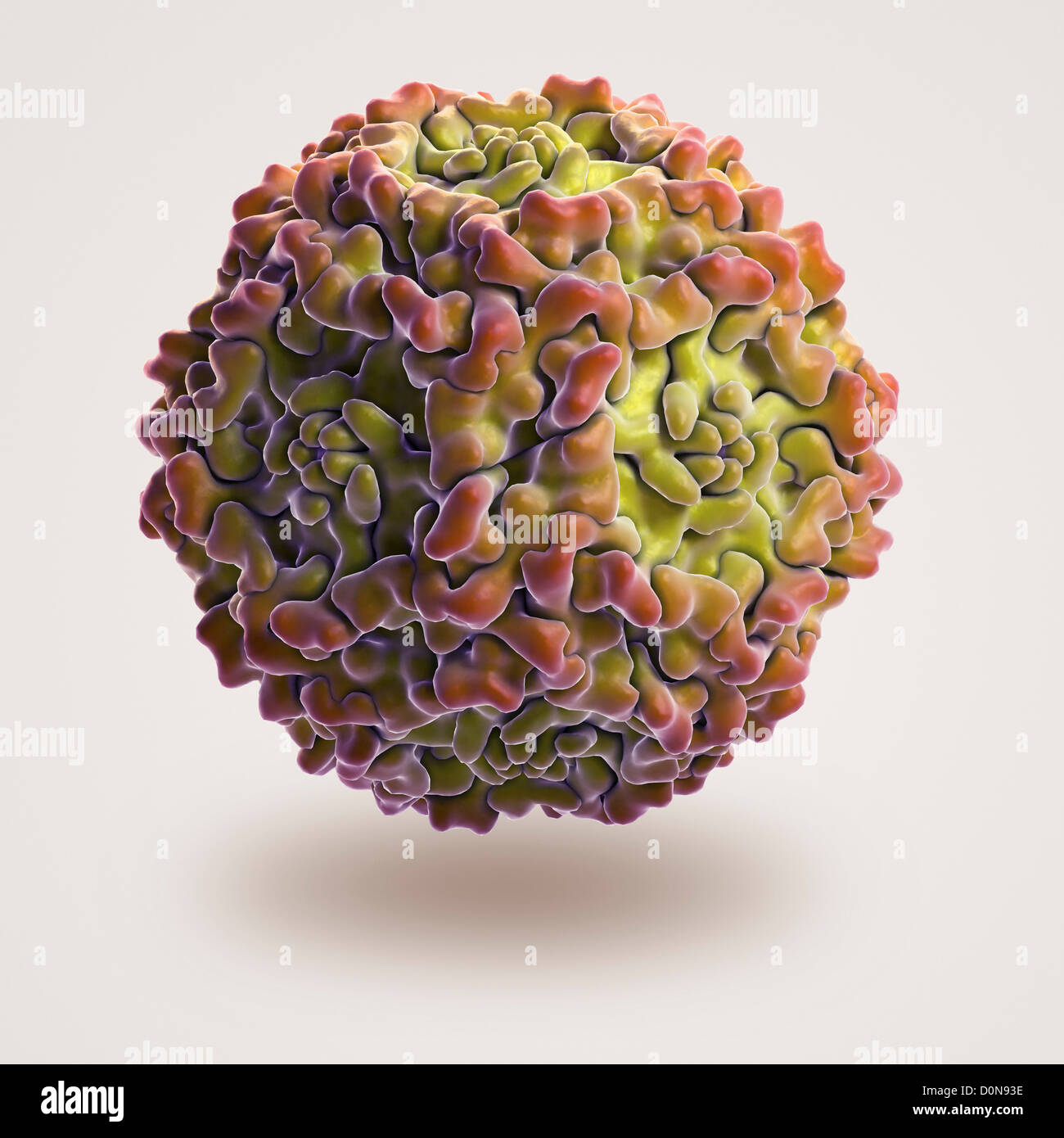 Erythema infectiosum immagini e fotografie stock ad alta risoluzione ...