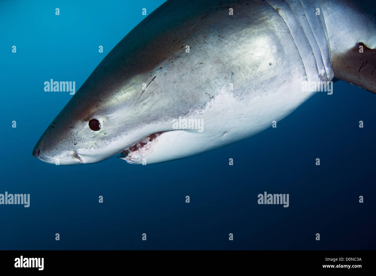 Branchie di squalo immagini e fotografie stock ad alta risoluzione - Alamy
