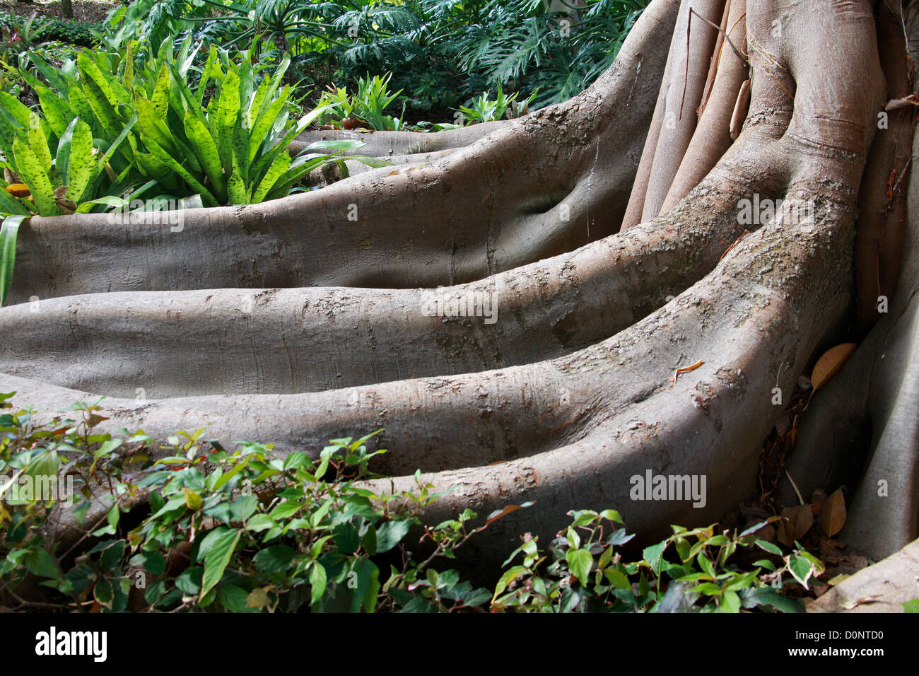 Banyan tree leaves Immagini e Fotos Stock - Alamy