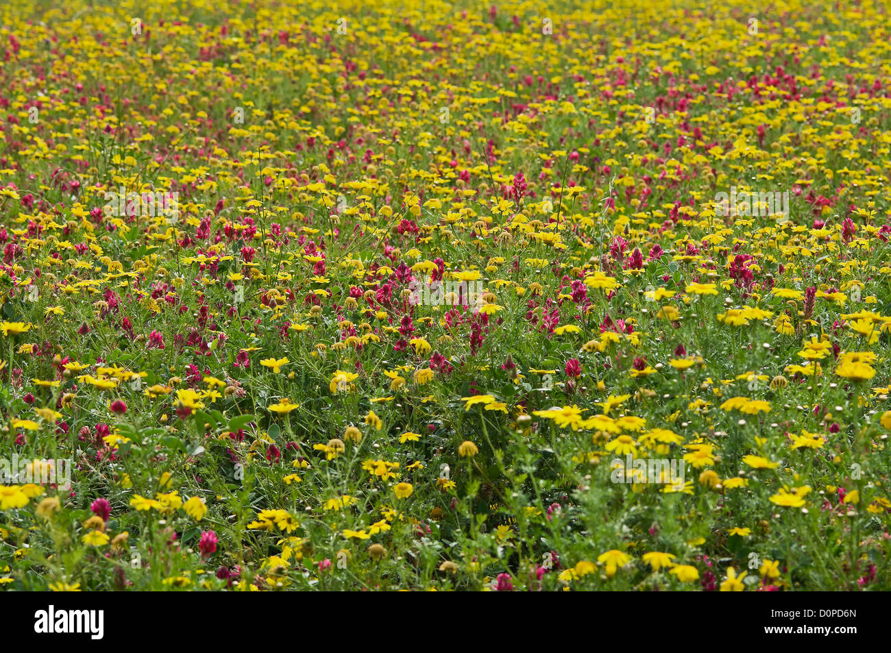 Prato fiorito immagini e fotografie stock ad alta risoluzione - Alamy