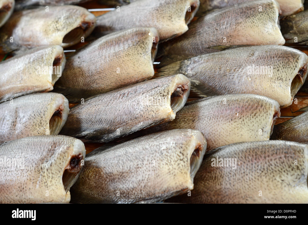 Trichogaster pectoralis immagini e fotografie stock ad alta risoluzione ...