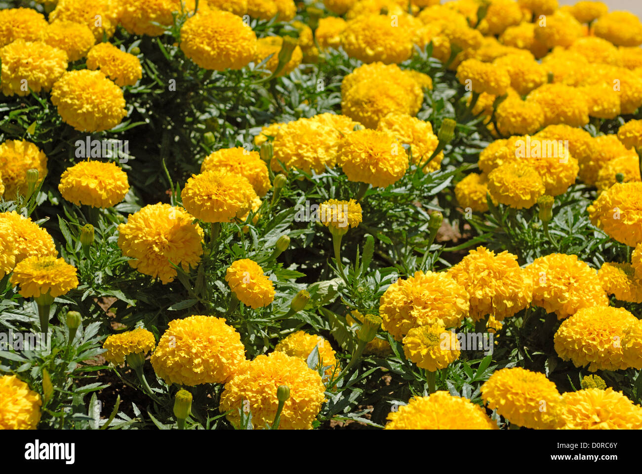 Campo calendula immagini e fotografie stock ad alta risoluzione - Alamy