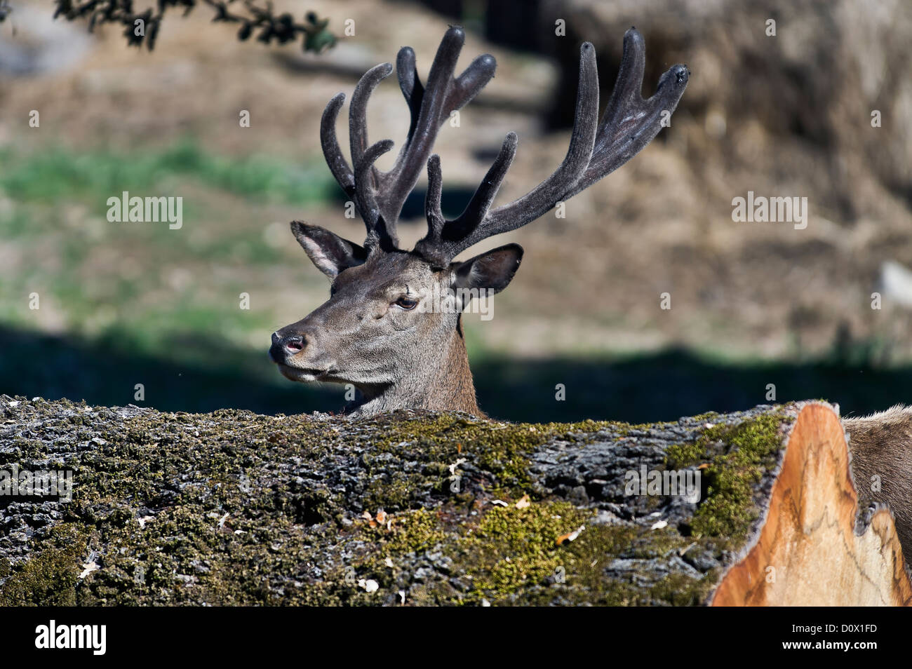 Cervo sardo immagini e fotografie stock ad alta risoluzione - Alamy