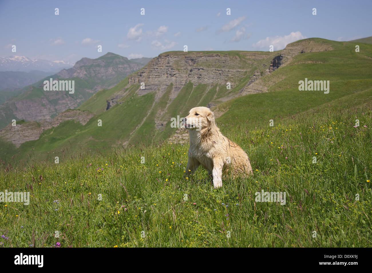 Cane in montagna immagini e fotografie stock ad alta risoluzione - Alamy
