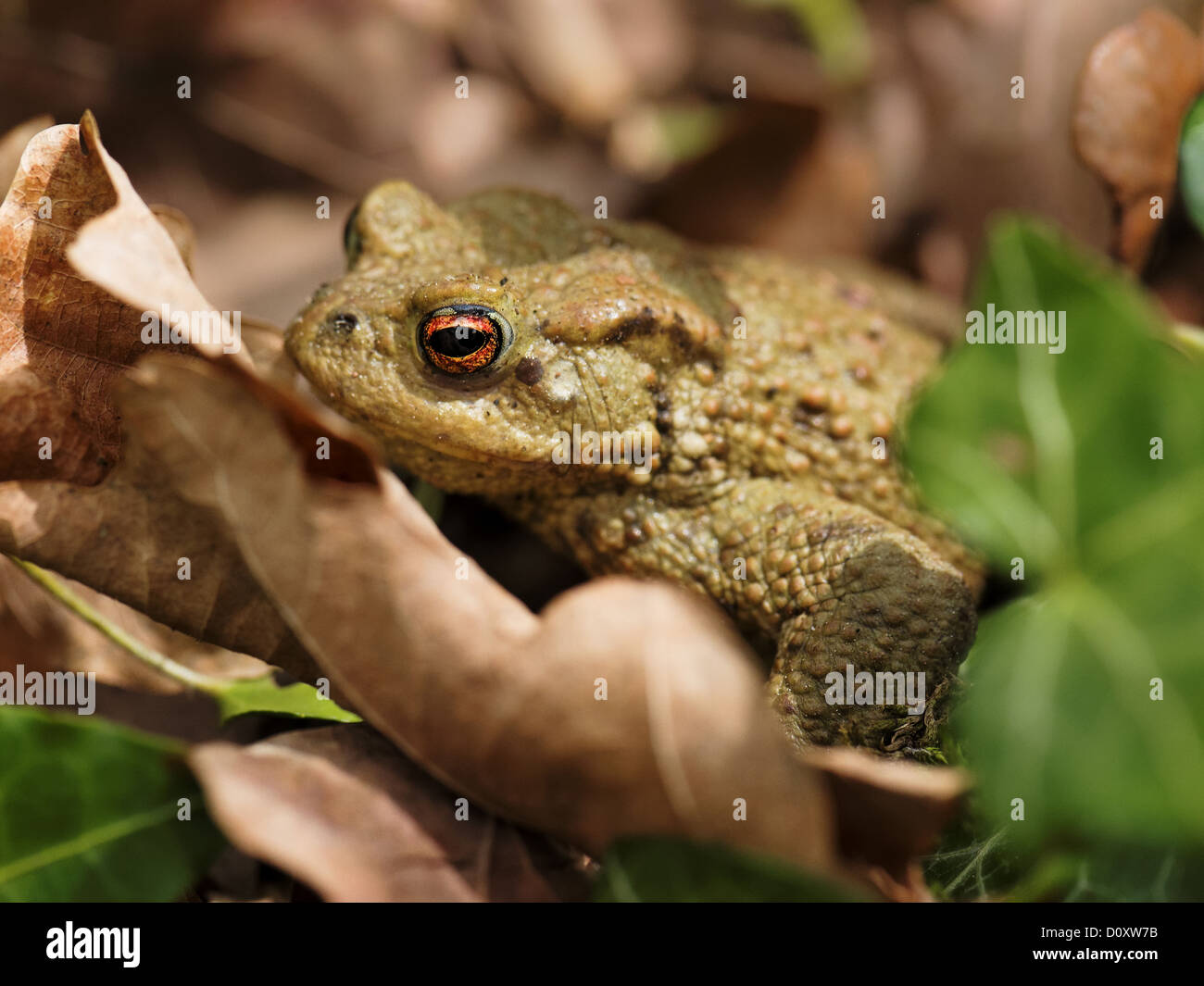 Vertebrati di fauna immagini e fotografie stock ad alta risoluzione - Alamy
