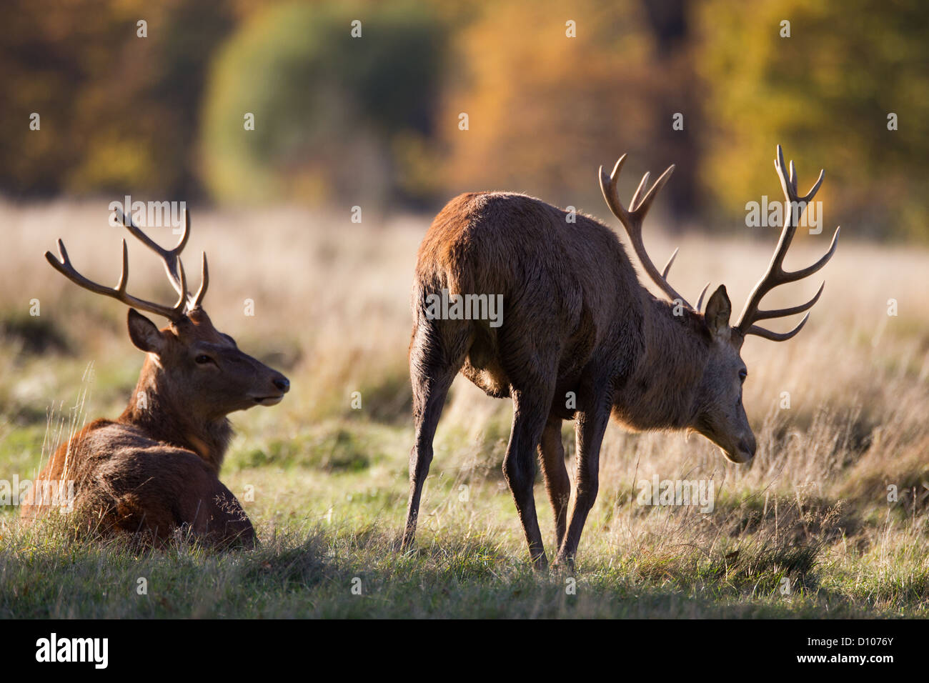 Parchi dei cervi immagini e fotografie stock ad alta risoluzione - Alamy