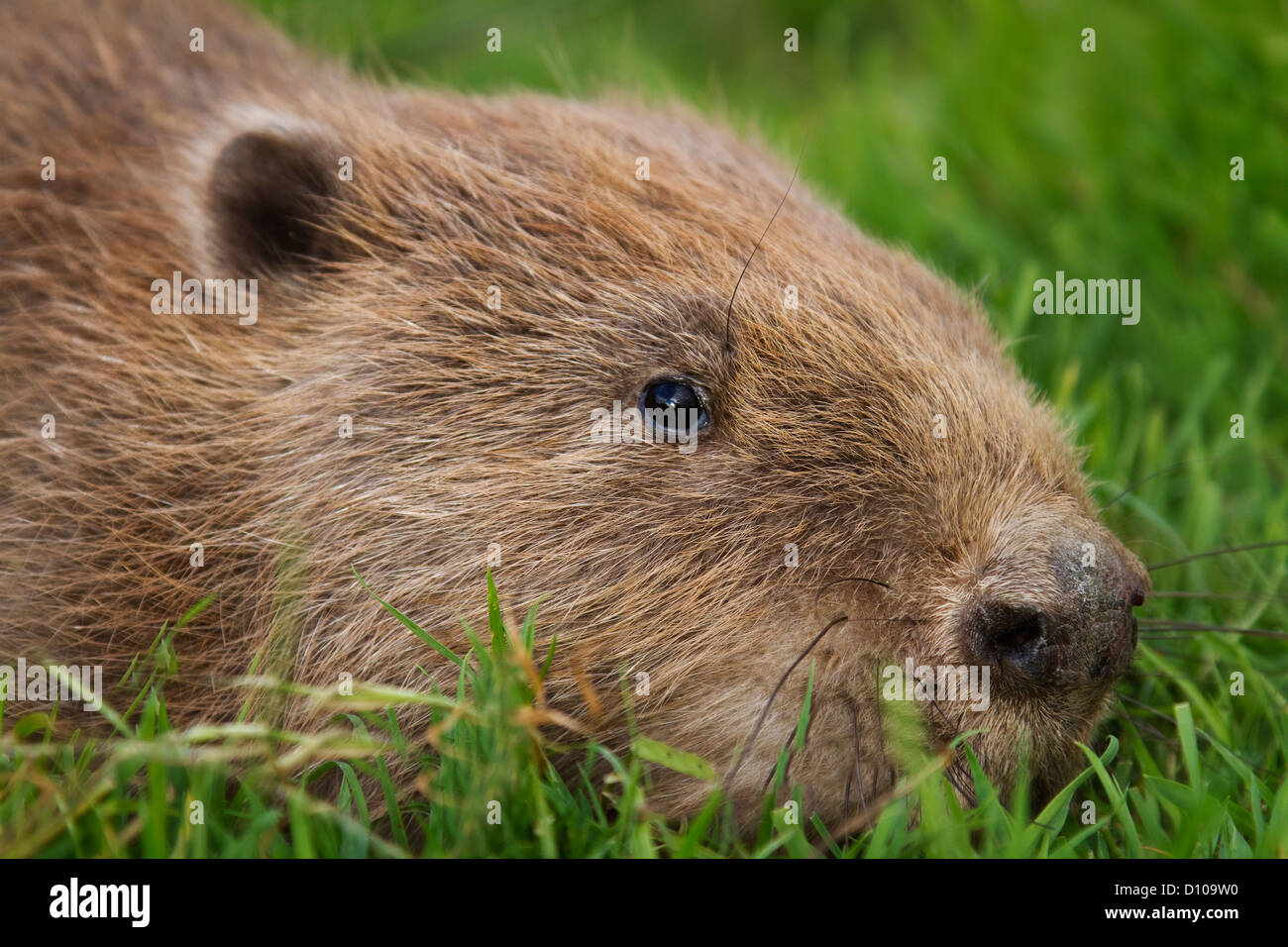 Carino castoro immagini e fotografie stock ad alta risoluzione - Alamy