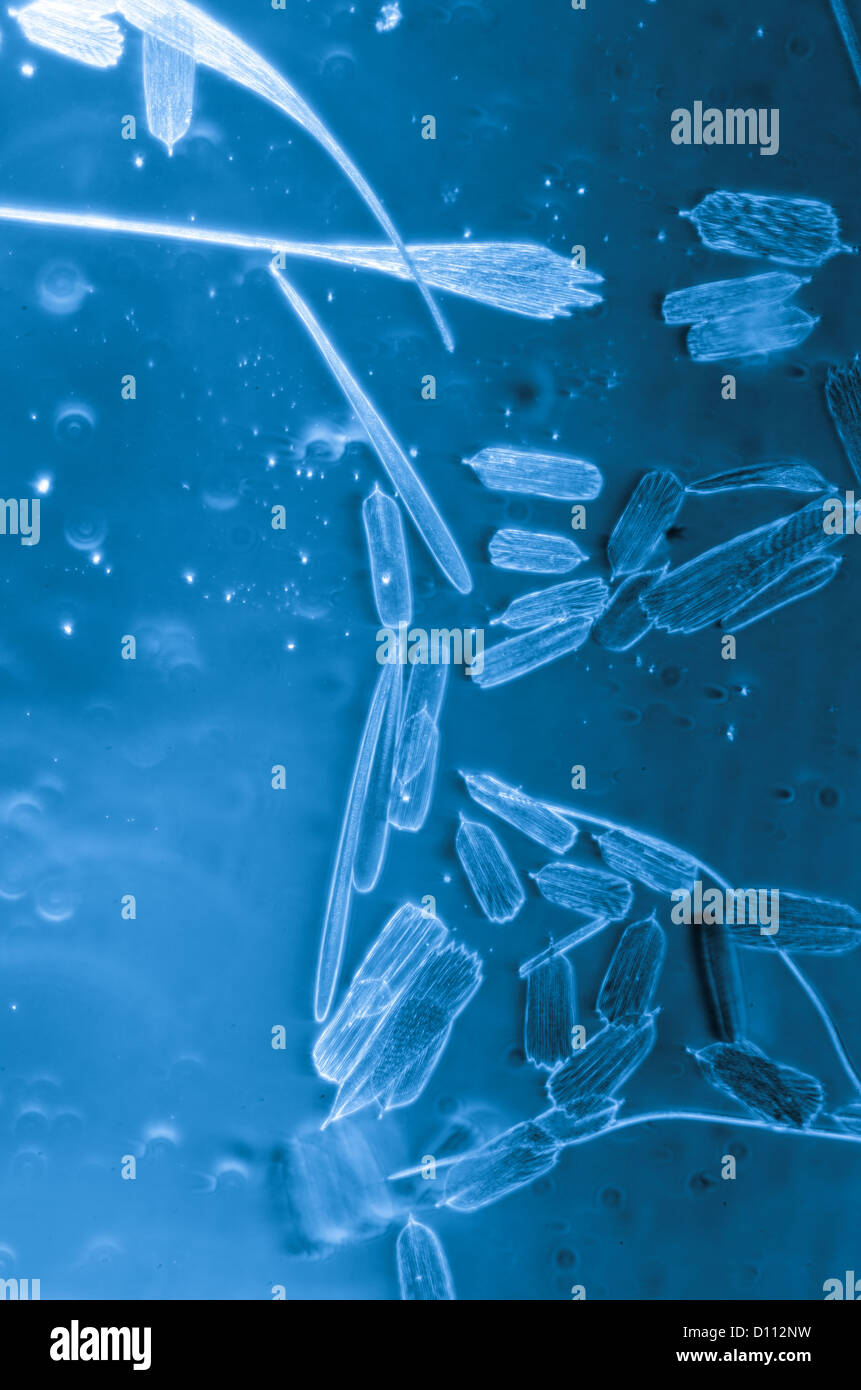 Scala di ala di falena insetto immagini e fotografie stock ad alta ...