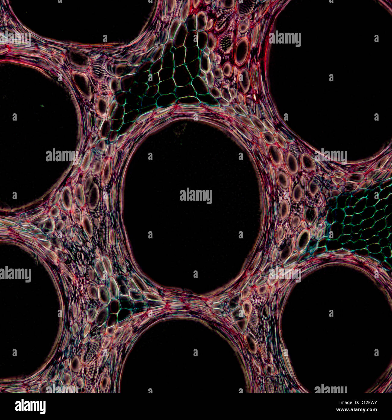 Micrografia a fluorescenza immagini e fotografie stock ad alta ...