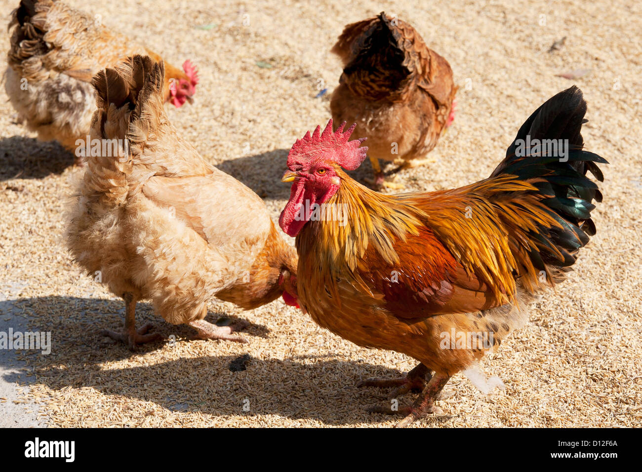 Coltivazione del riso in asia immagini e fotografie stock ad alta ...