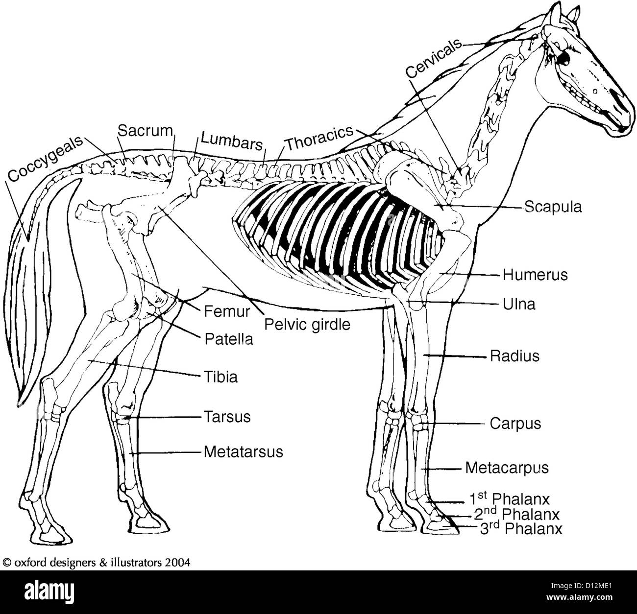 Scheletro cavallo immagini e fotografie stock ad alta risoluzione - Alamy