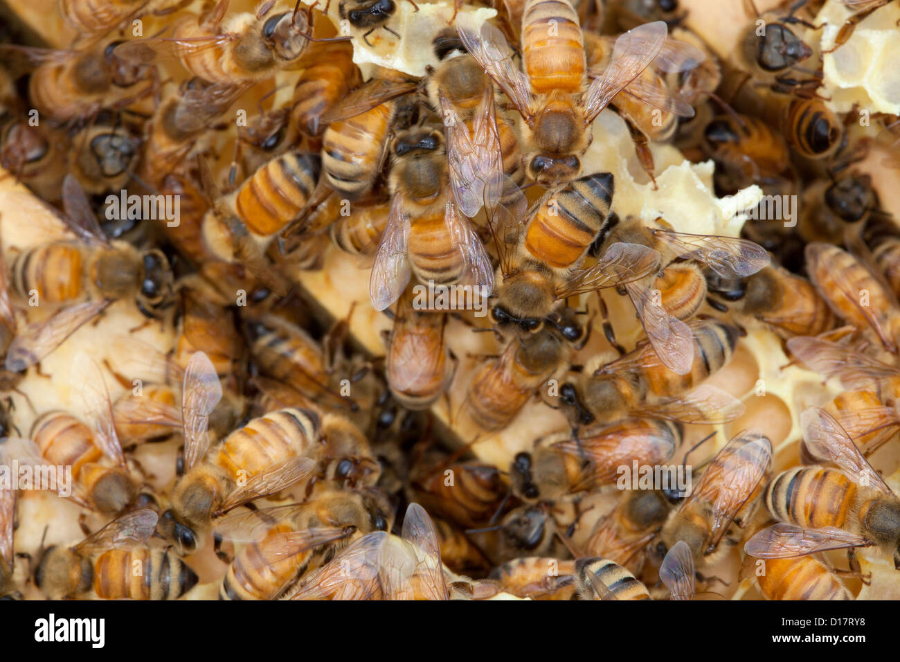 Impollinazione Da Api Da Miele Immagini e Fotos Stock - Alamy