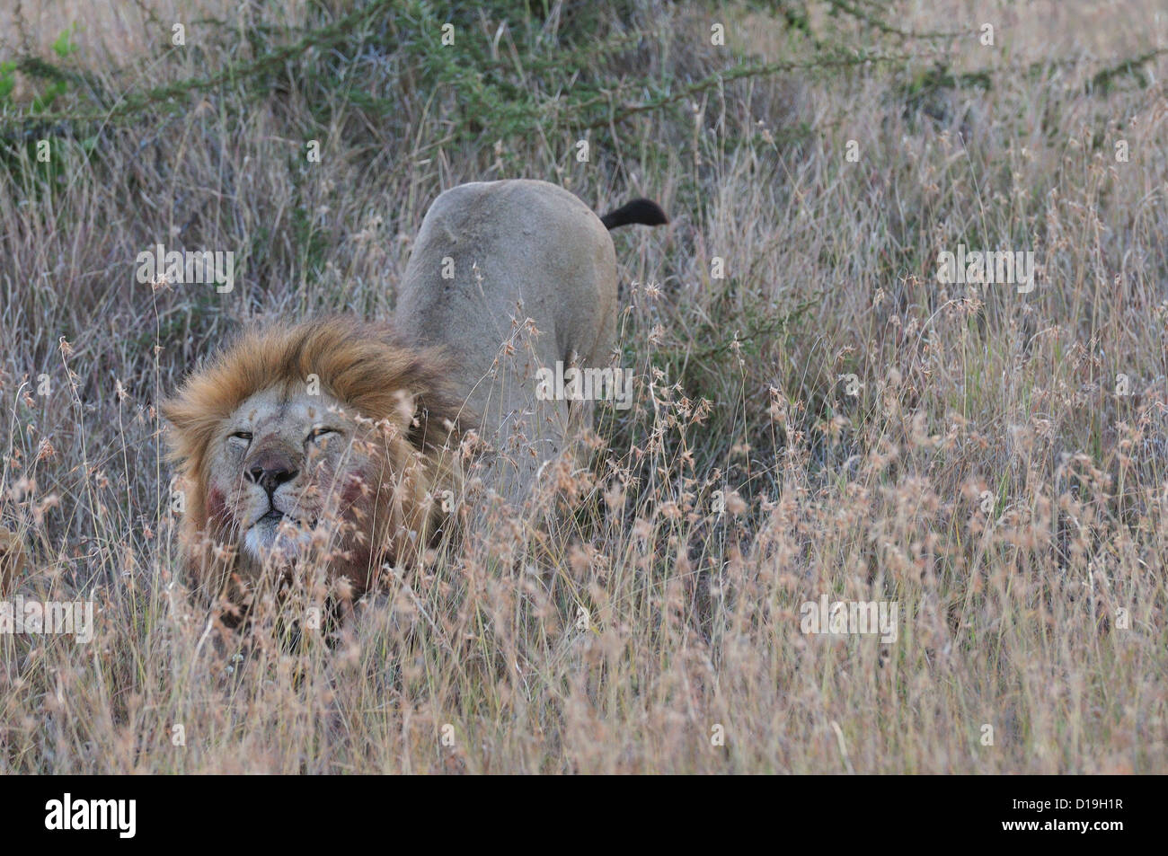 Africa mammifero mammiferi felino carnivoro roberto nistri orizzontale ...