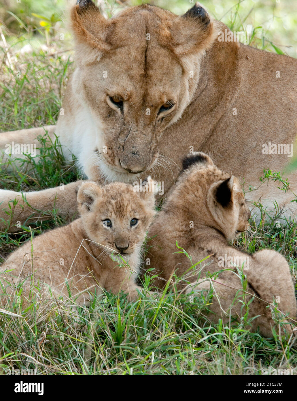 Leonessa sdraiato con due cuccioli Foto stock - Alamy