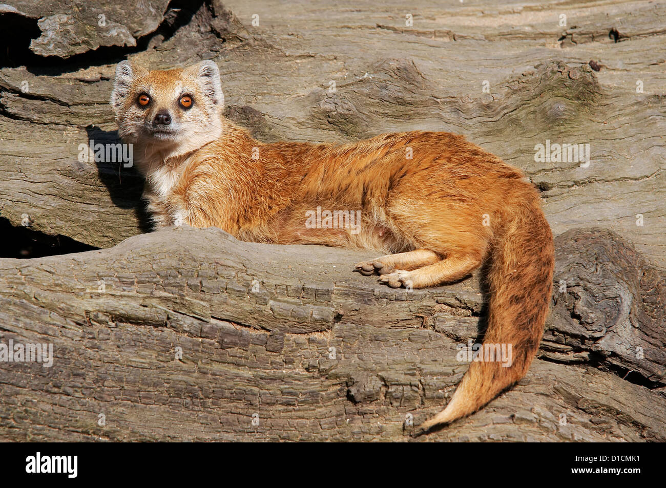 Mangusta selvatica immagini e fotografie stock ad alta risoluzione - Alamy