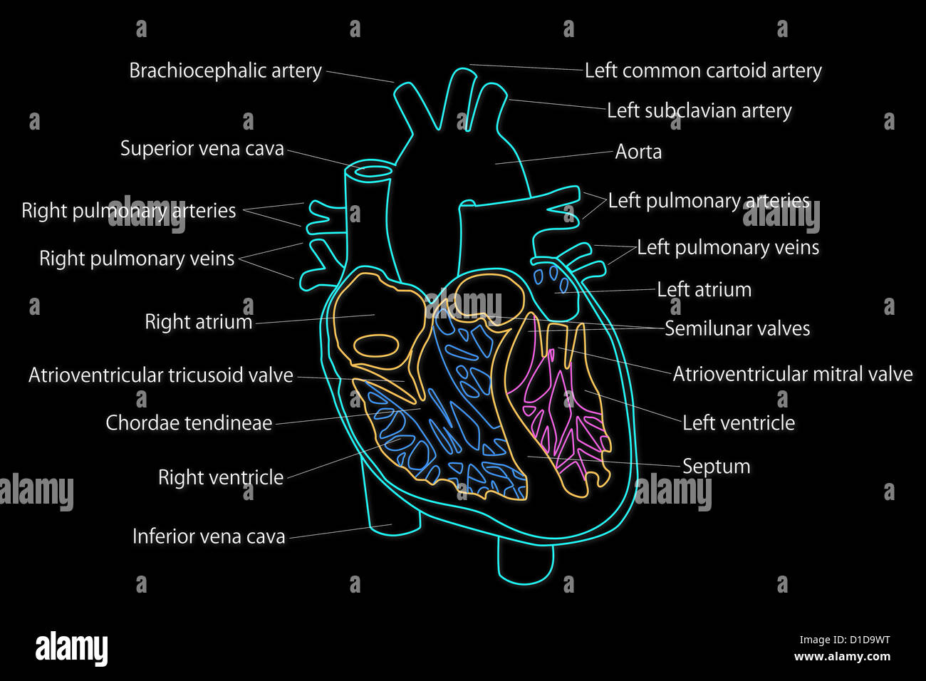 Struttura muscolare del cuore immagini e fotografie stock ad alta ...
