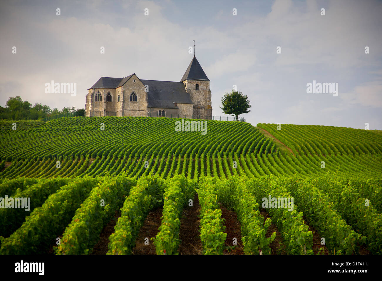 Vigneti Champagne, filari di vigne con la chiesa e lone tree sull ...