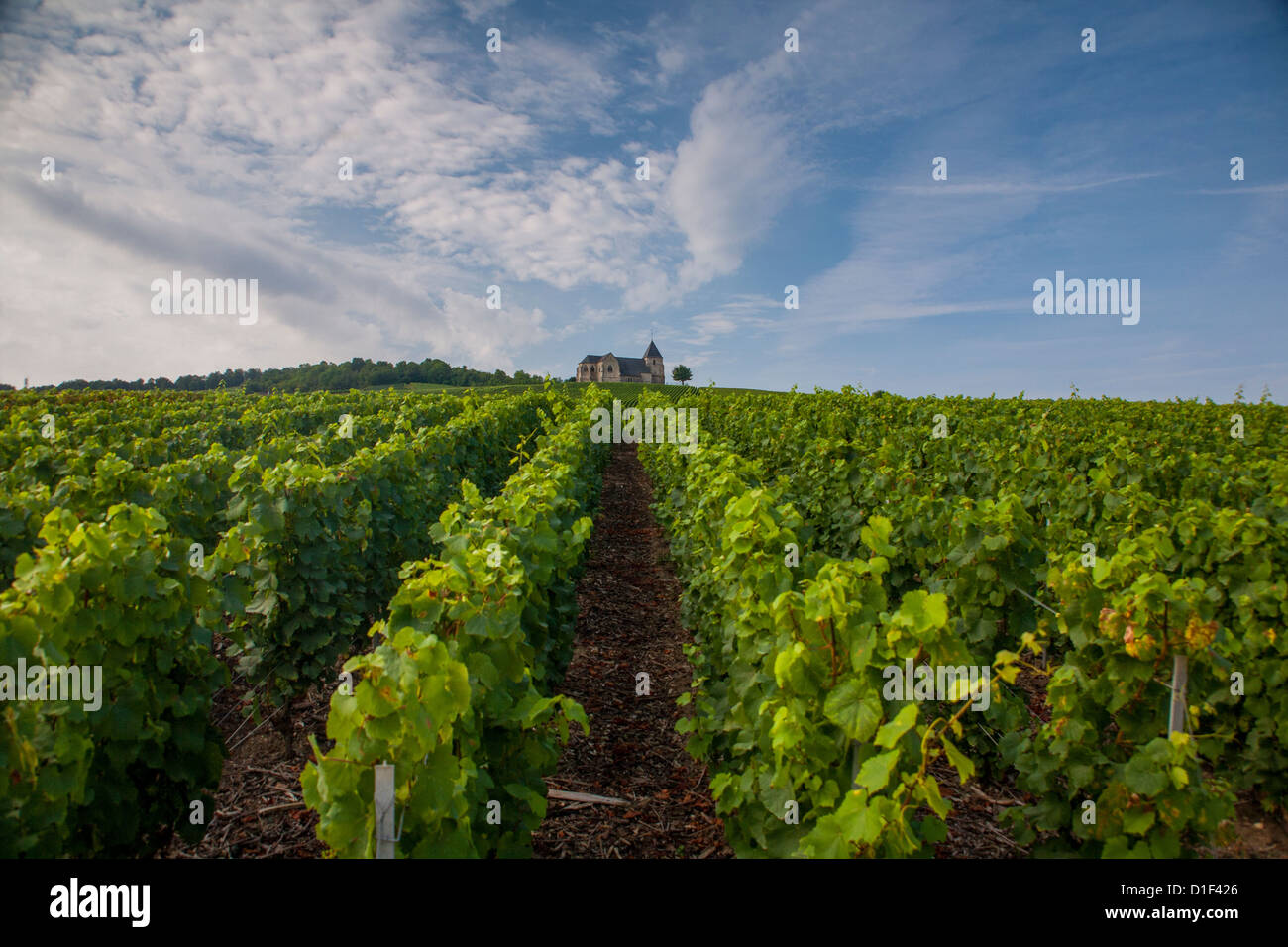 Reims champagne vines immagini e fotografie stock ad alta risoluzione ...