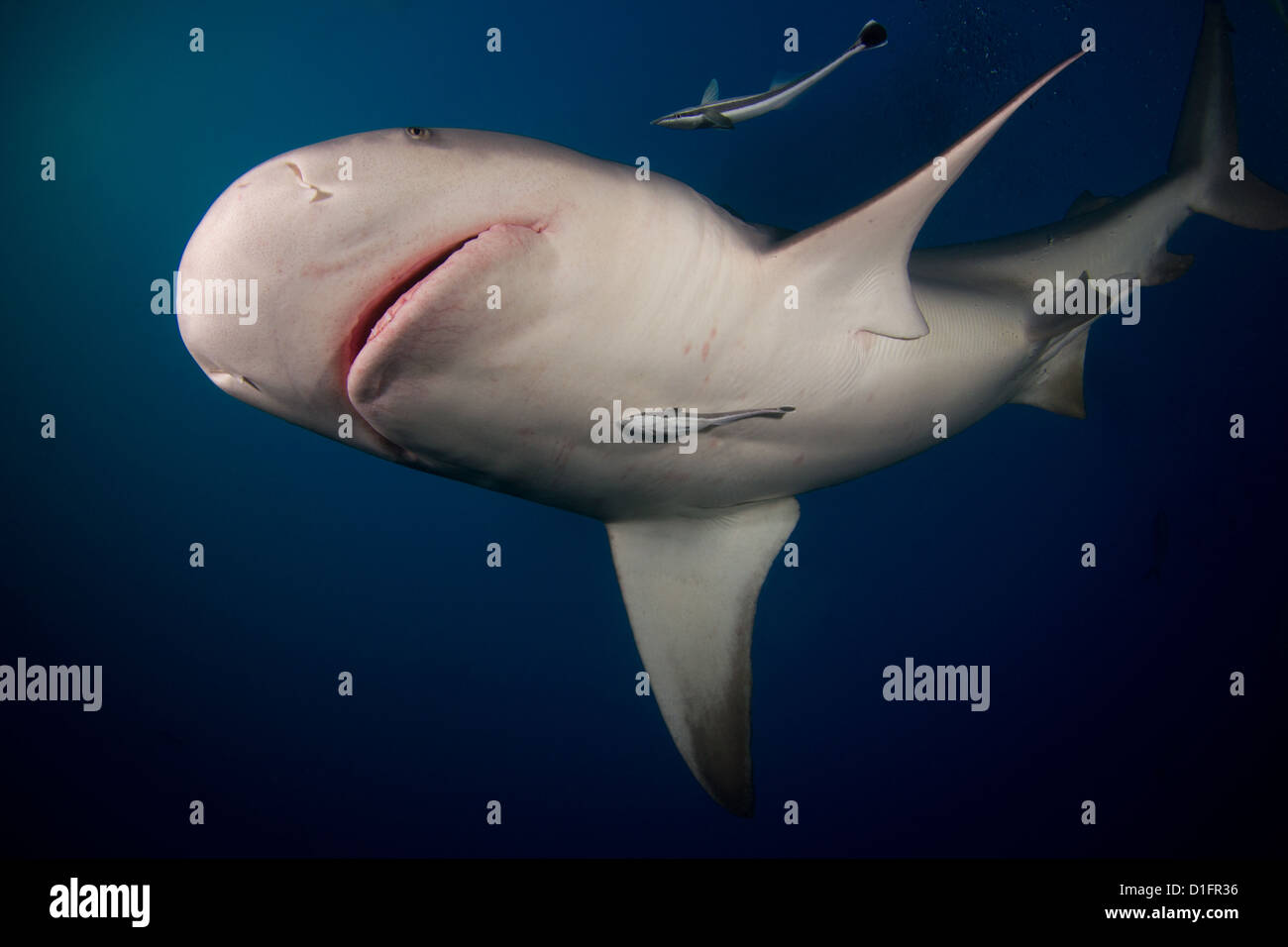 Squalo toro immagini e fotografie stock ad alta risoluzione - Alamy