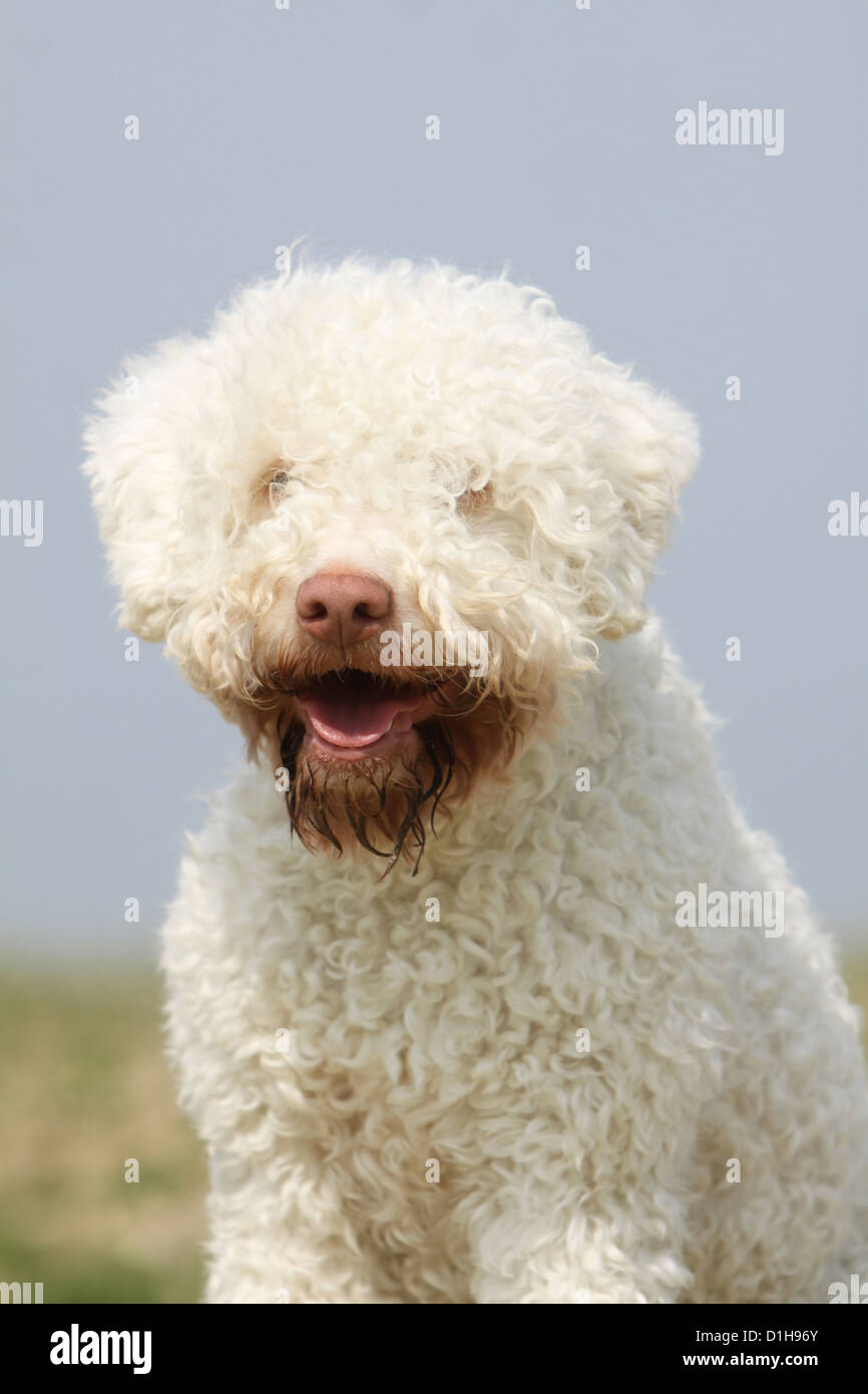 Lagotto bianco immagini e fotografie stock ad alta risoluzione - Alamy