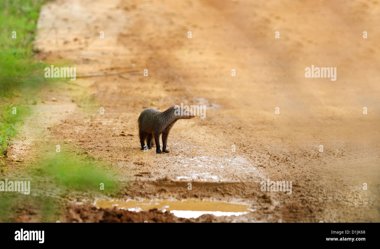 Mangusta dello sri lanka immagini e fotografie stock ad alta ...