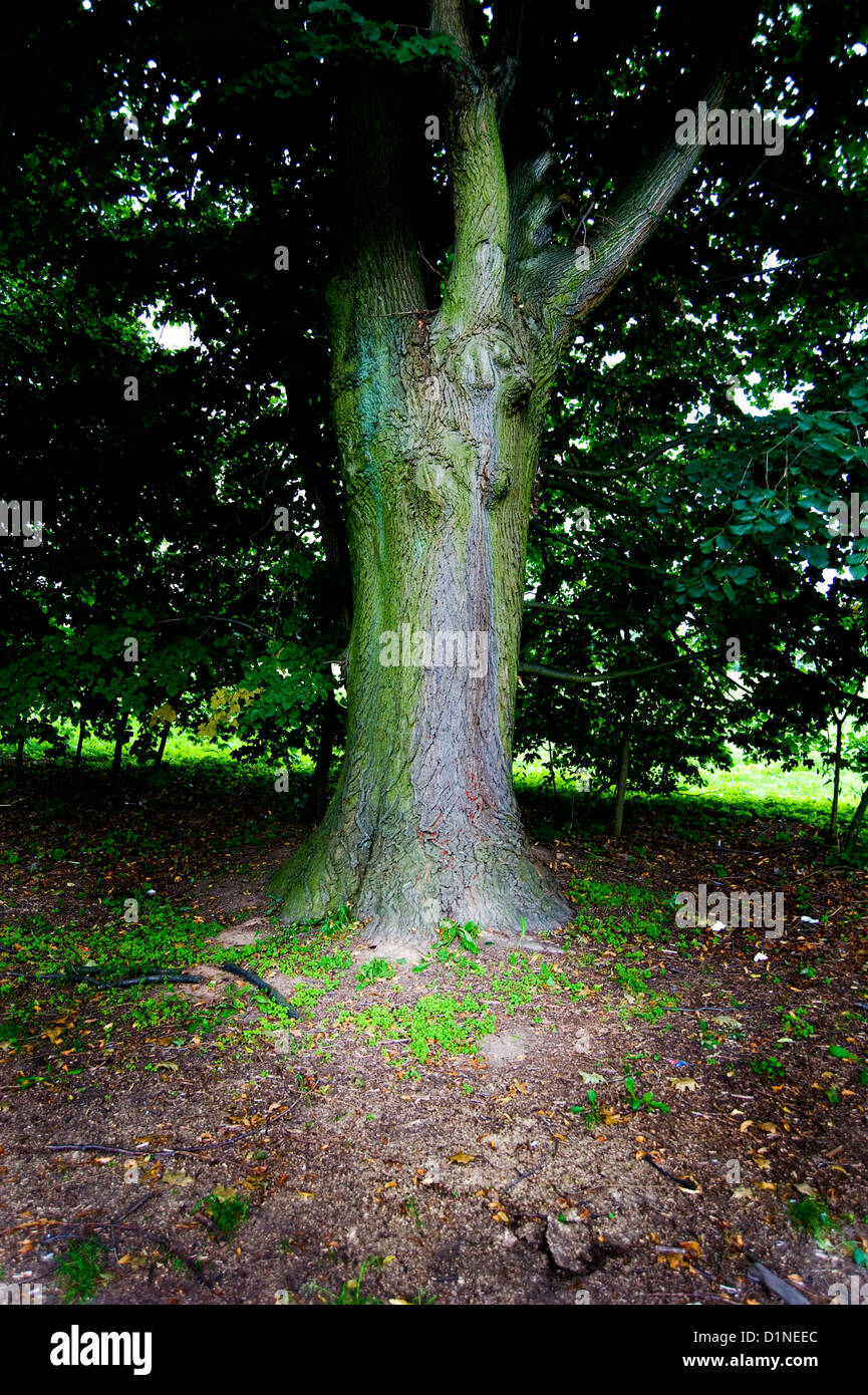 Tronco d'albero botanico immagini e fotografie stock ad alta ...