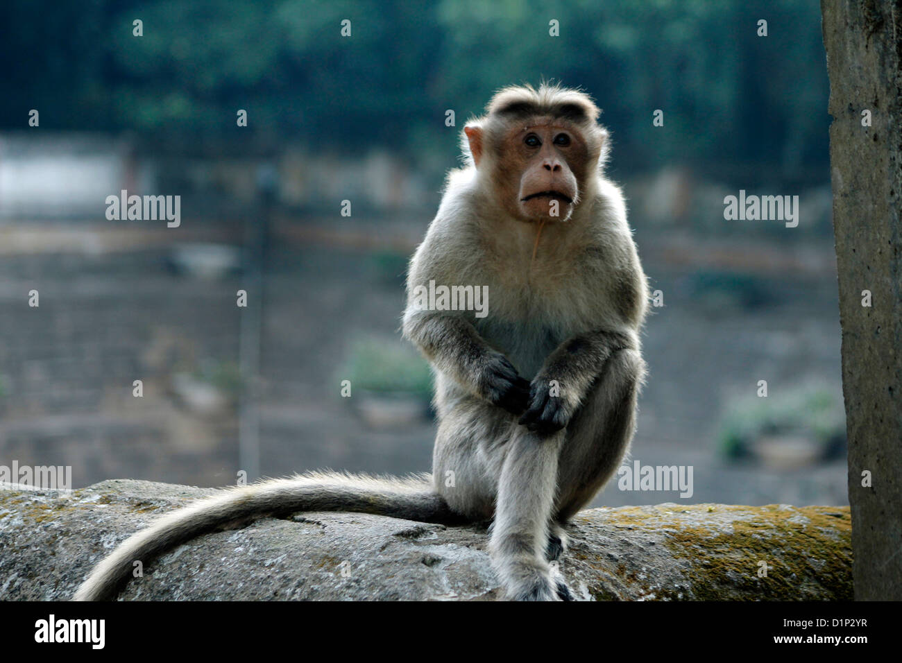 India macaca mulatta primate old world rhesus monkey macaque immagini e fotografie stock ad alta ...