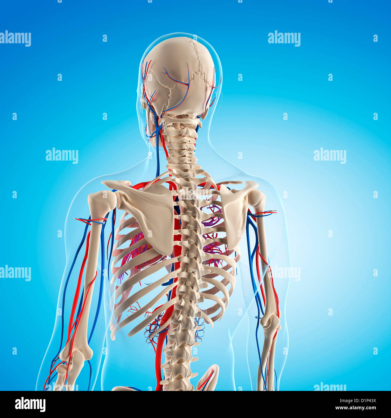 Struttura vascolare immagini e fotografie stock ad alta risoluzione - Alamy