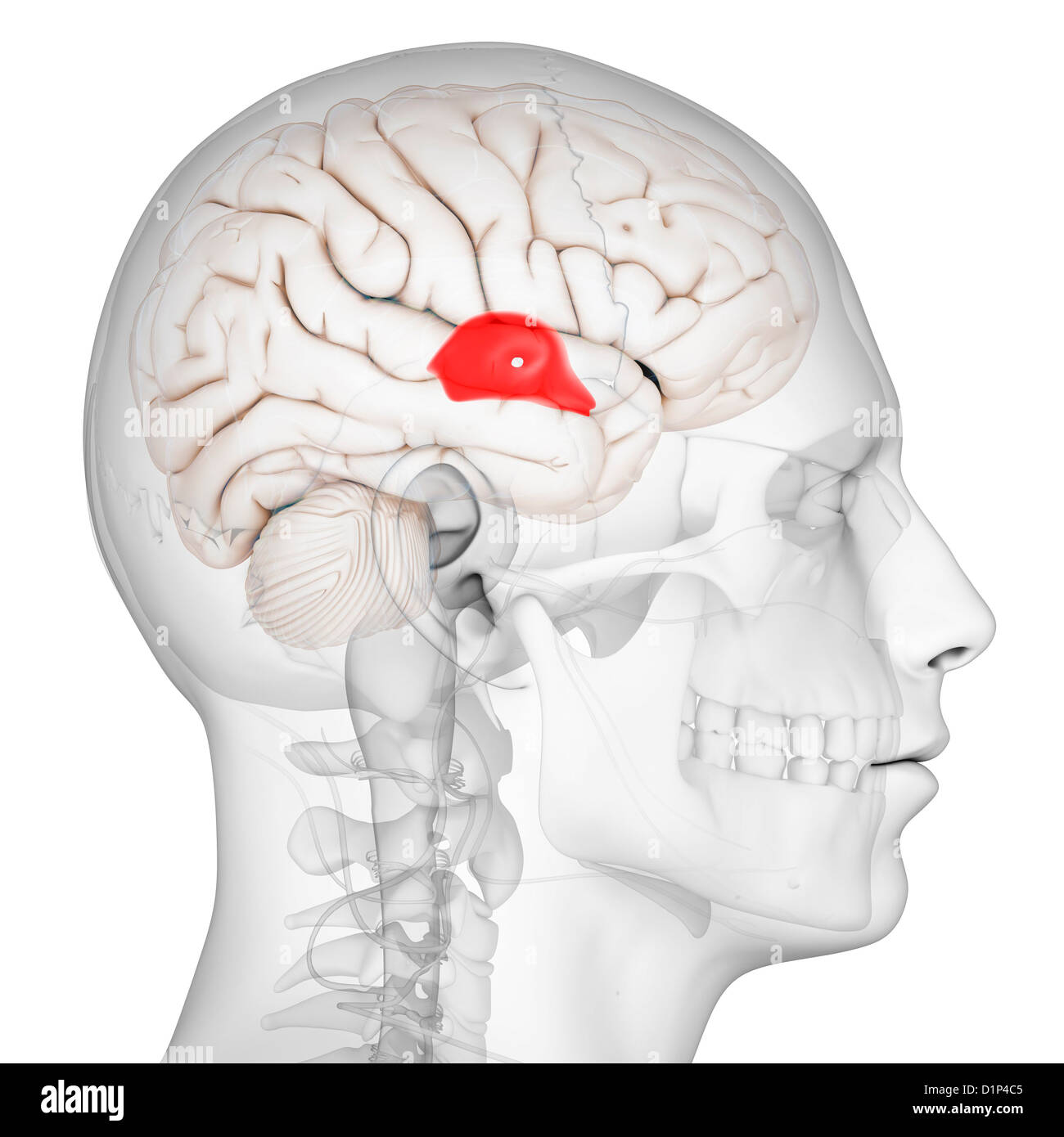 Terzo Ventricolo Immagini e Fotos Stock - Alamy