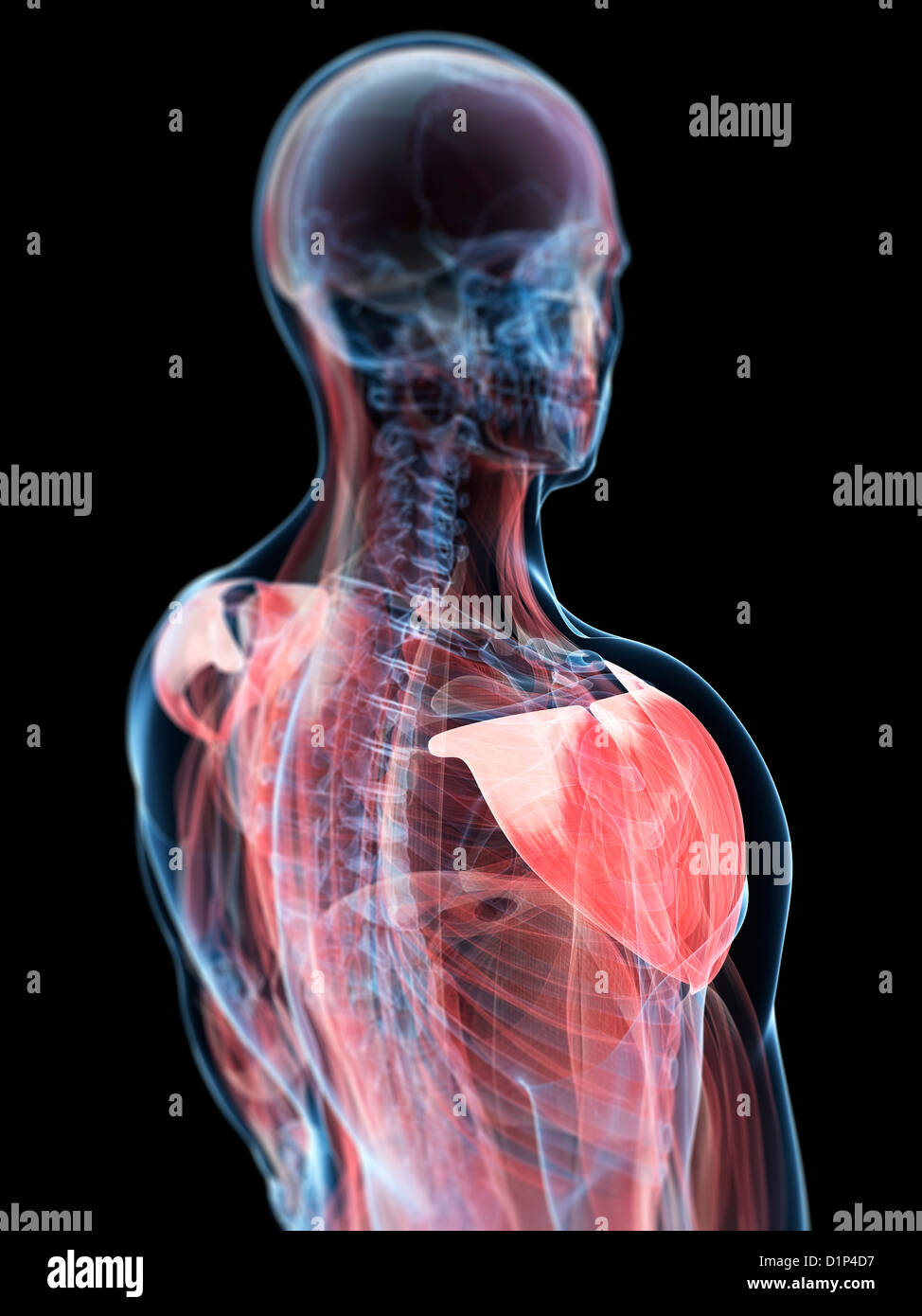 Muscolo della spalla immagini e fotografie stock ad alta risoluzione ...