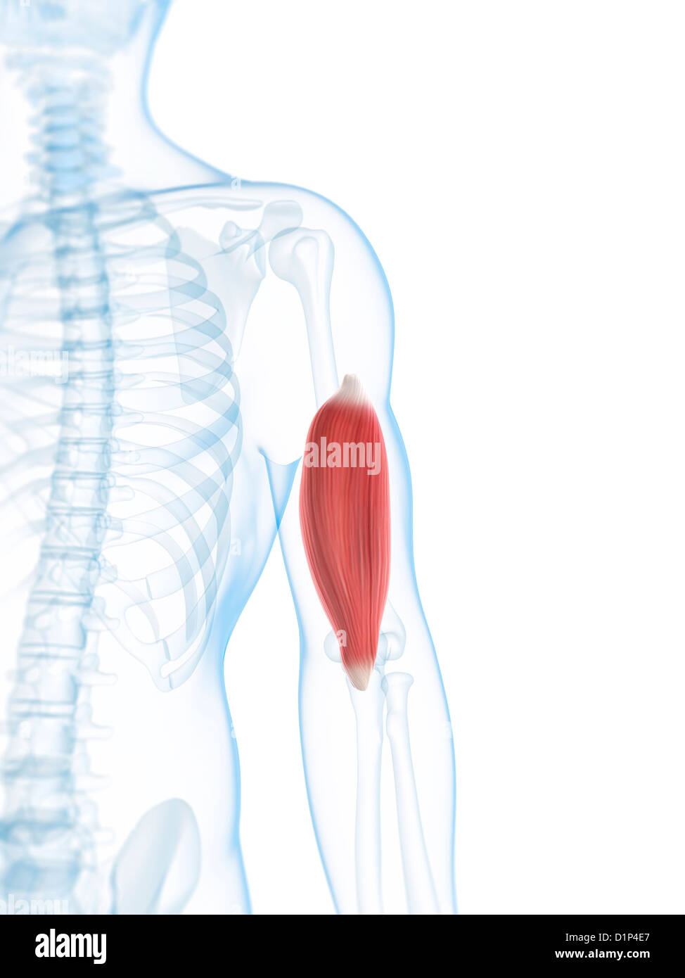 Anatomia Del Braccio Umano Immagini e Fotos Stock - Alamy
