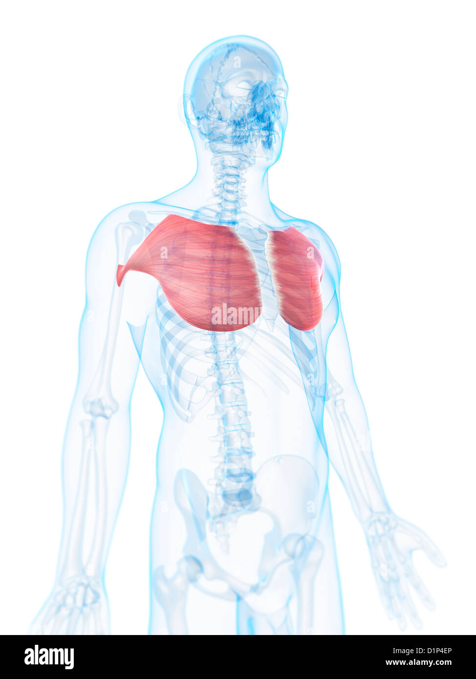 Muscles anatomy immagini e fotografie stock ad alta risoluzione - Alamy