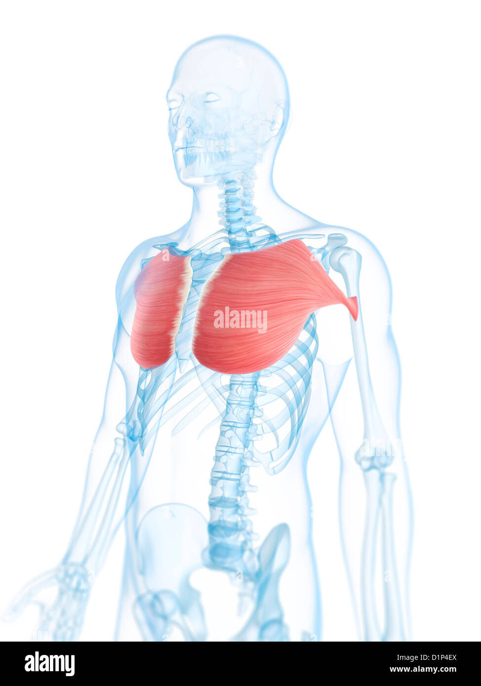 Muscolatura del torace immagini e fotografie stock ad alta risoluzione ...