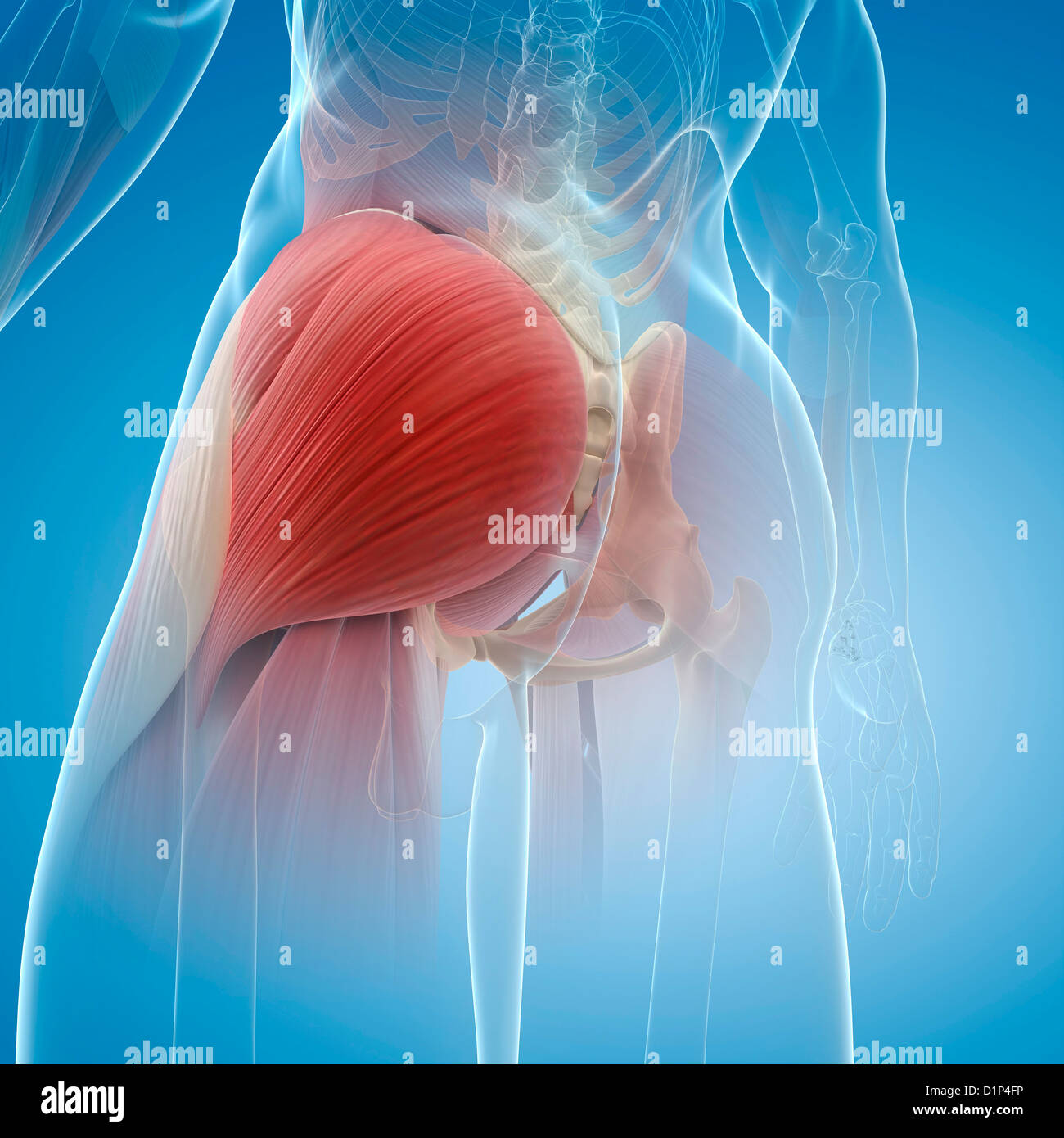 Muscoli glutei immagini e fotografie stock ad alta risoluzione - Alamy