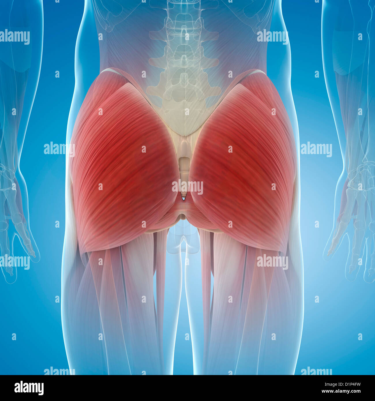 Muscoli glutei immagini e fotografie stock ad alta risoluzione - Alamy