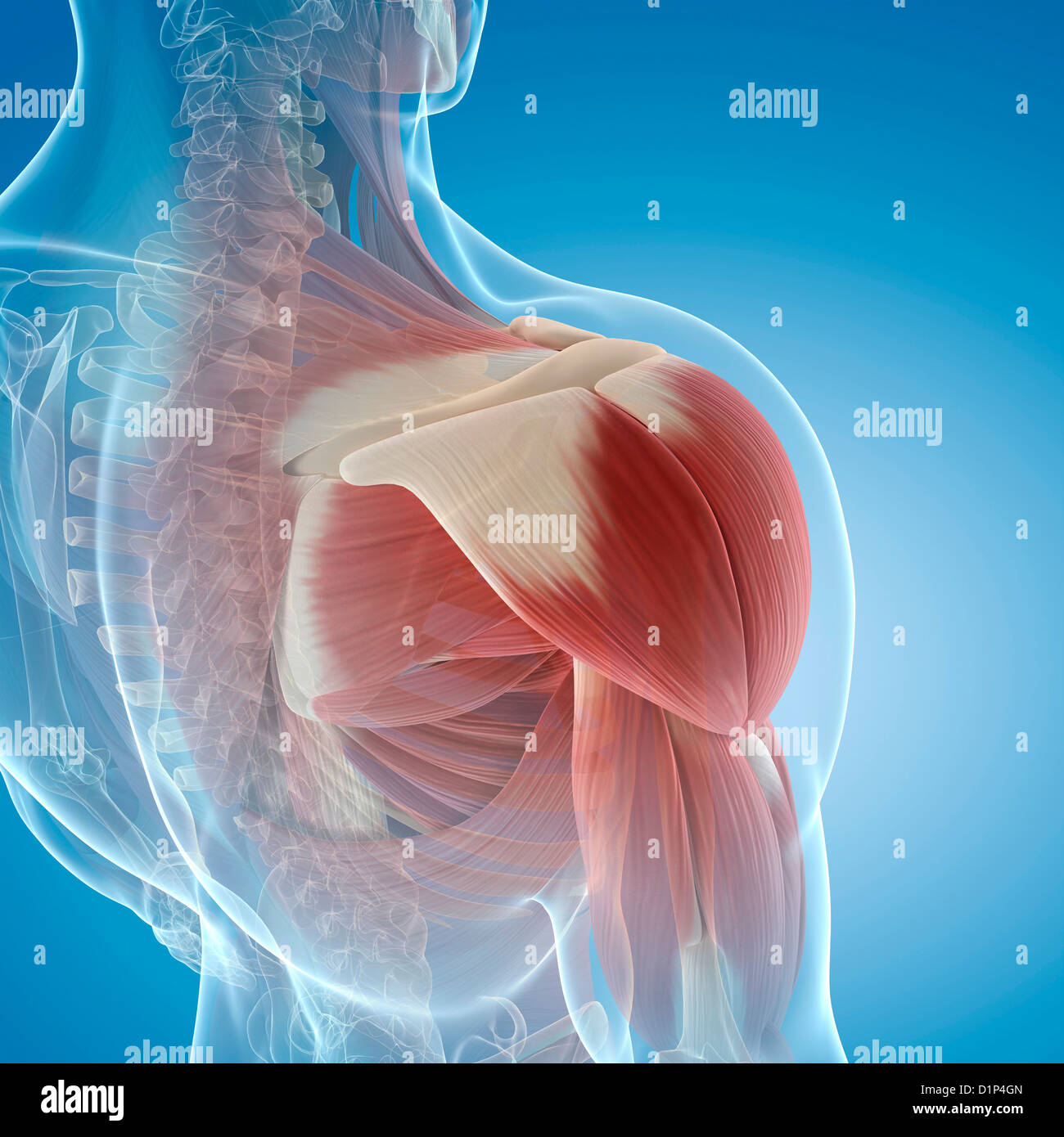 Musculos de la espalda anatomía immagini e fotografie stock ad alta ...