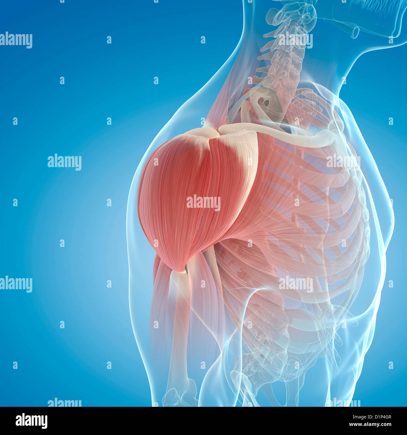 Musculos de la espalda anatomía immagini e fotografie stock ad alta ...