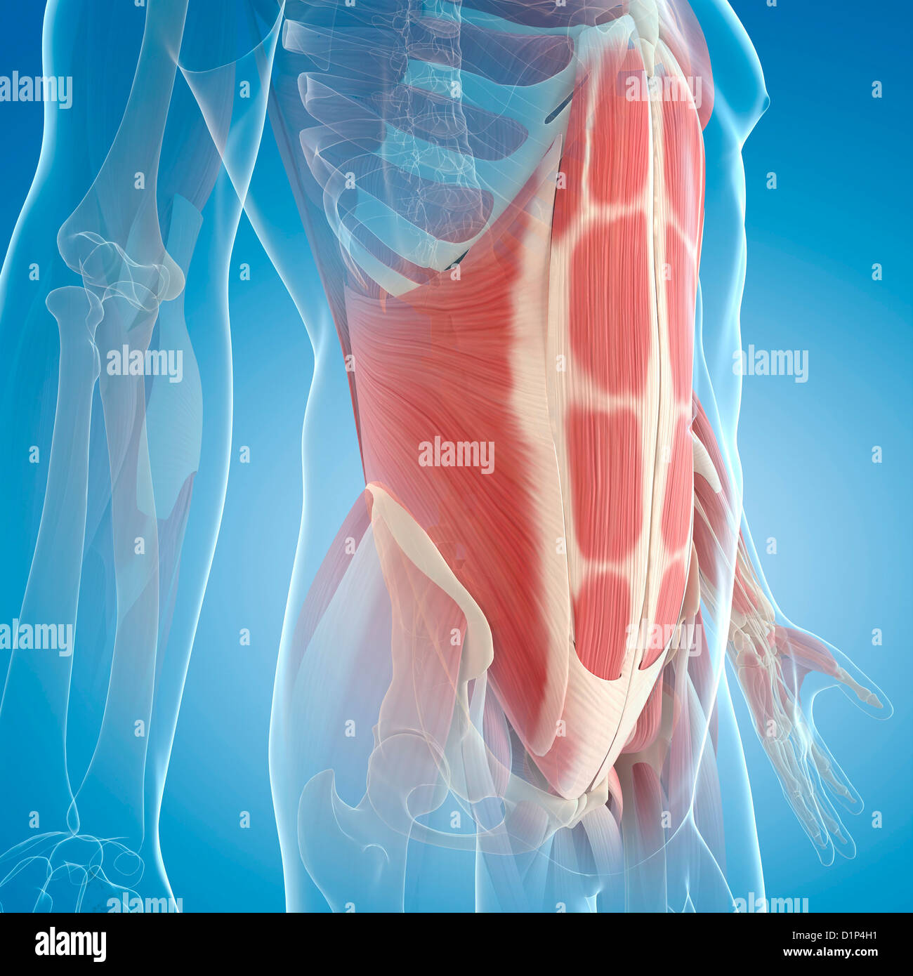 Scheletro E Muscoli Immagini e Fotos Stock - Alamy