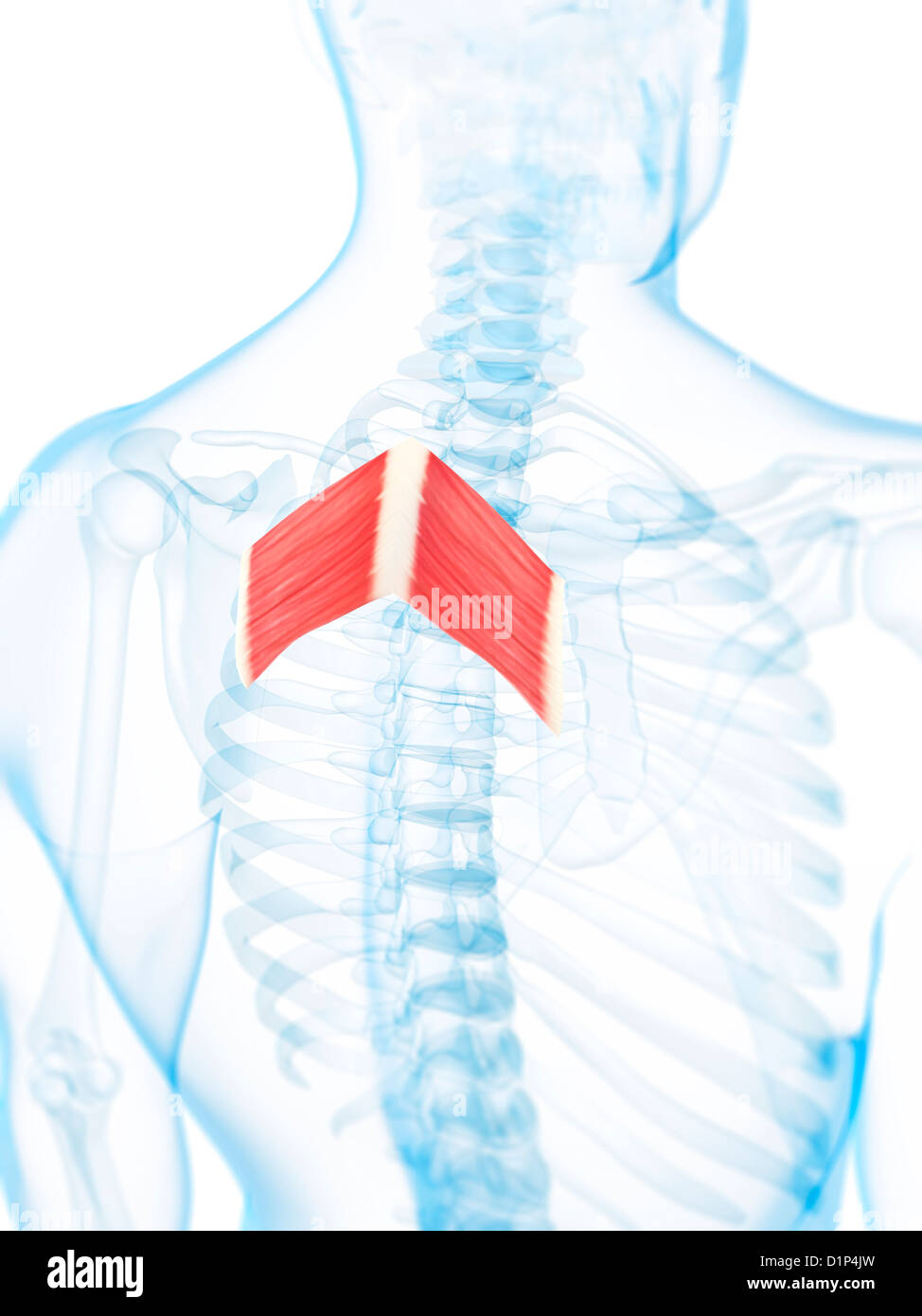 Romboide muscoli immagini e fotografie stock ad alta risoluzione - Alamy