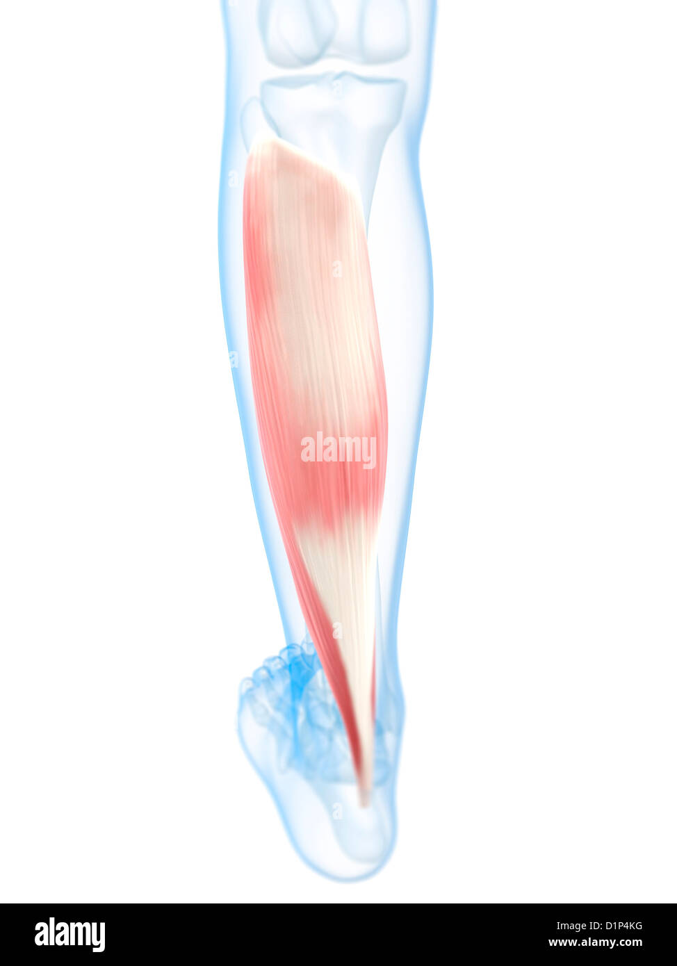 Anatomia polpaccio muscolo immagini e fotografie stock ad alta ...